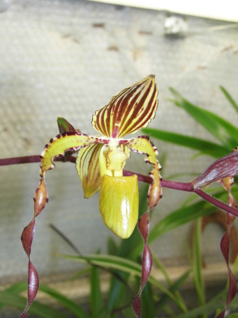 Paphiopedilum Michael Koopowitz n°2 - Page 2